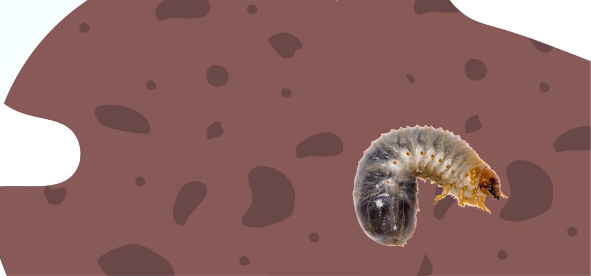 How to Identify Different Grubs in Pennsylvania